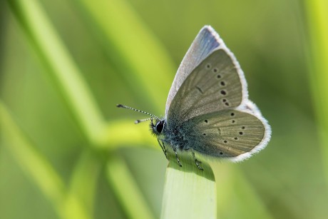 90 Winged stem Stock Pictures, Editorial Images and Stock Photos ...