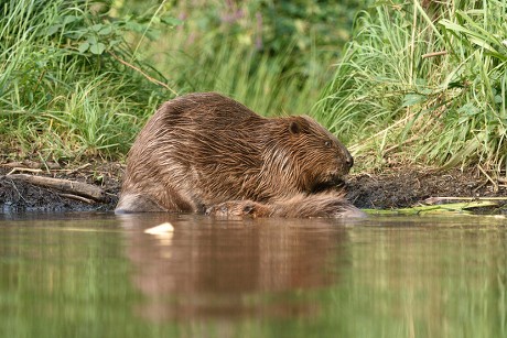 European Beaver Castor Fiber Young Animal Editorial Stock Photo - Stock ...