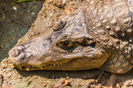 34 Common caiman Stock Pictures, Editorial Images and Stock Photos ...
