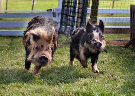 Left Right Pigs Hoglett Church Gavin Editorial Stock Photo - Stock ...