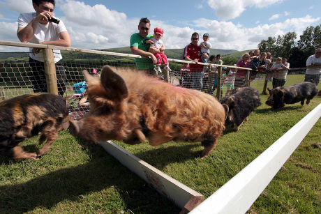 Pigs Jumping Over Hurdles Track Editorial Stock Photo - Stock Image ...