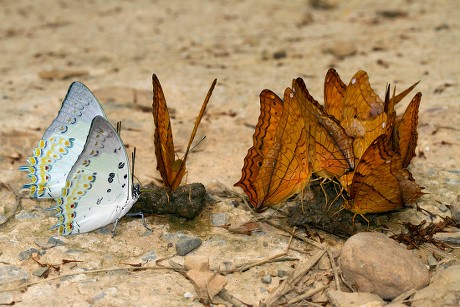 34 Insect groups Stock Pictures, Editorial Images and Stock Photos ...
