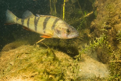 250 English perch Stock Pictures, Editorial Images and Stock Photos ...