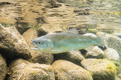 35 Mountain trout fish Stock Pictures, Editorial Images and Stock ...