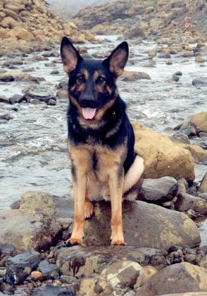 Trakr Hero Search Rescue Dog Editorial Stock Photo - Stock Image ...