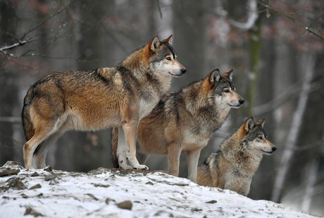 33 Algonquin wolves Stock Pictures, Editorial Images and Stock Photos ...