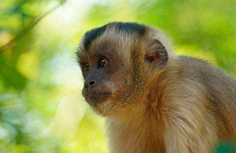 250 Cebus Stock Pictures, Editorial Images and Stock Photos | Shutterstock