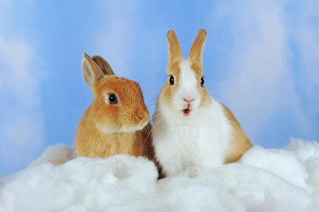 500 Dwarf rabbit Stock Pictures, Editorial Images and Stock Photos ...