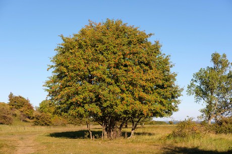 500 Rowan tree Stock Pictures, Editorial Images and Stock Photos ...