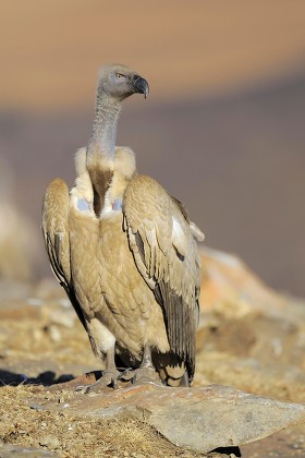 Cape Vulture Gyps Coprotheres Portrait Giants Editorial Stock Photo ...
