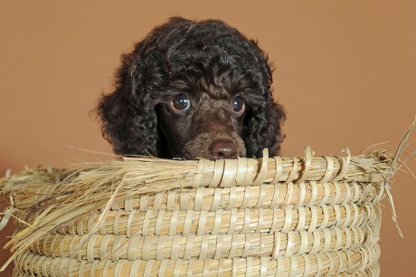 94 Wicker animals Stock Pictures, Editorial Images and Stock Photos ...