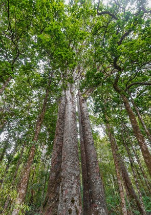 76 Giant rainforest trees Stock Pictures, Editorial Images and Stock ...