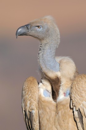 Cape Vulture Gyps Coprotheres Portrait Giants Editorial Stock Photo ...