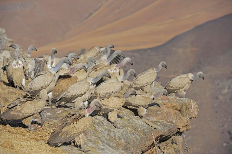 Cape Vultures Gyps Coprotheres Bait Giants Editorial Stock Photo ...