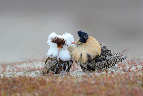 57 Fluffing Stock Pictures, Editorial Images and Stock Photos ...