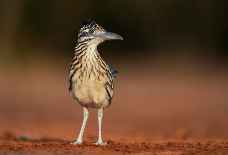 Greater Roadrunner Geococcyx Californianus Adult Drinking Editorial ...