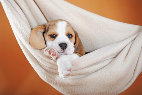 Beagle Puppy 7 Weeks Old Tricolor Editorial Stock Photo - Stock Image ...