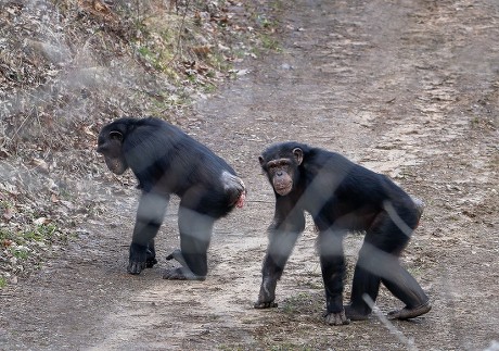 Project Chimps chimpanzee sanctuary in Blue Ridge, Georgia, USA - 16 ...