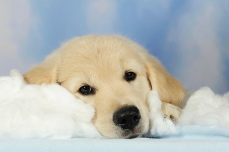 Golden Retriever Puppy 8 Weeks Old Editorial Stock Photo - Stock Image ...