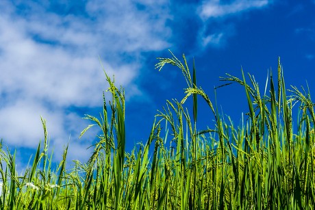 500 Surface level view Stock Pictures, Editorial Images and Stock ...