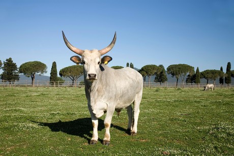 Maremmana Bos Primigenius Taurus Maremmana Primitivo Editorial Stock ...