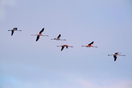 500 Bird formation Stock Pictures, Editorial Images and Stock Photos ...
