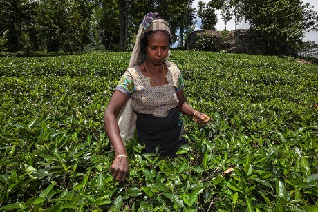 250 Tea picker Stock Pictures, Editorial Images and Stock Photos ...