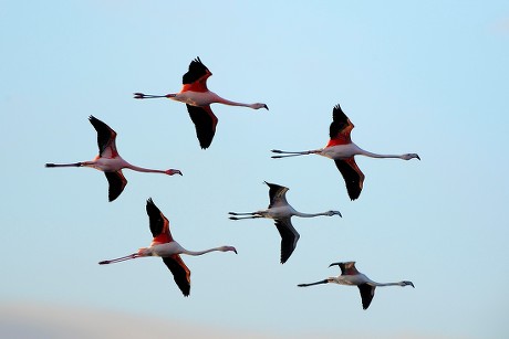 500 Bird formation Stock Pictures, Editorial Images and Stock Photos ...