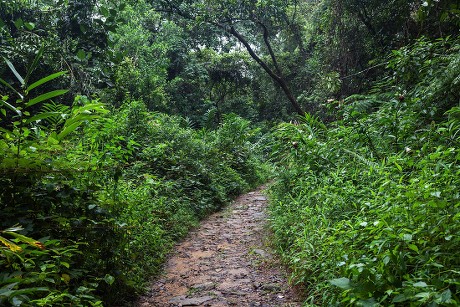 250 Jungle path Stock Pictures, Editorial Images and Stock Photos ...