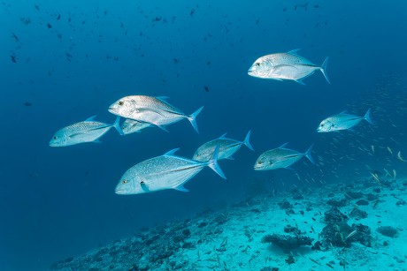 7 Bluefin kingfish Stock Pictures, Editorial Images and Stock Photos ...