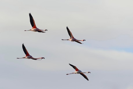500 Bird formation Stock Pictures, Editorial Images and Stock Photos ...