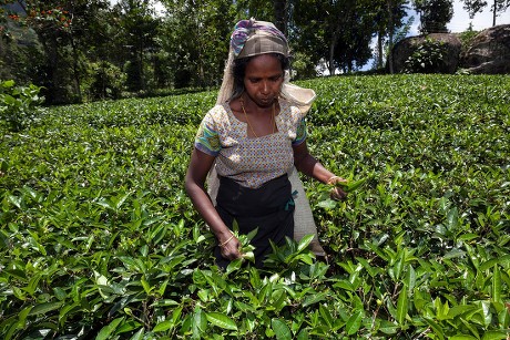 250 Tea picker Stock Pictures, Editorial Images and Stock Photos ...