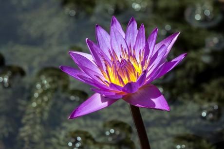 Blue Lotus Blue Water Lily Sacred Editorial Stock Photo - Stock Image ...