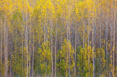 87 Common aspen Stock Pictures, Editorial Images and Stock Photos ...