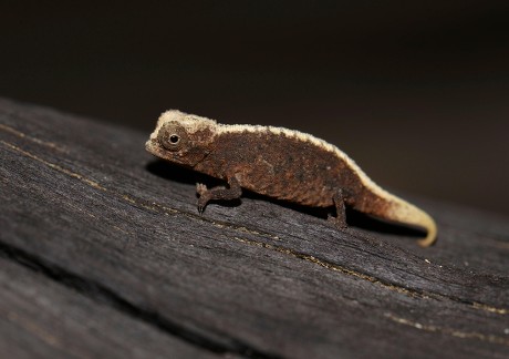 MALE DWARF CHAMELEON BROOKESIA MICRA ONE Editorial Stock Photo - Stock ...