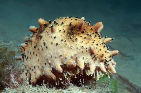 Japanese Spiky Sea Cucumber Japanese Sea Editorial Stock Photo - Stock ...