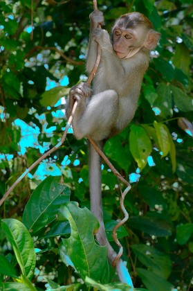 250 Monkey clings Stock Pictures, Editorial Images and Stock Photos ...