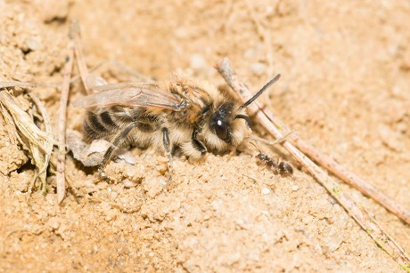 3 Polyester bees Stock Pictures, Editorial Images and Stock Photos ...
