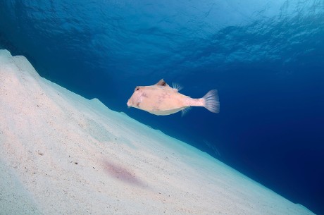 8 Camel cowfish Stock Pictures, Editorial Images and Stock Photos ...
