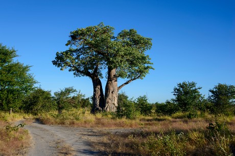 28 Dead rat tree Stock Pictures, Editorial Images and Stock Photos ...