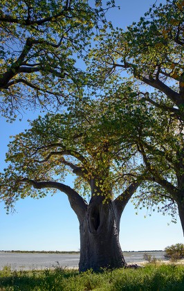 28 Dead rat tree Stock Pictures, Editorial Images and Stock Photos ...