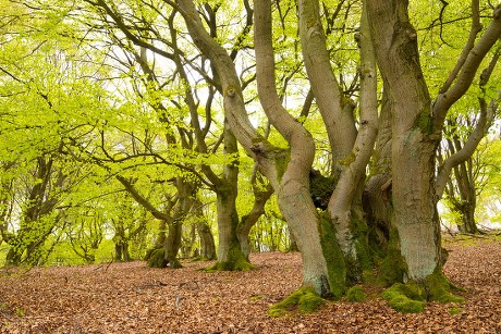 750 Common beeches Stock Pictures, Editorial Images and Stock Photos ...