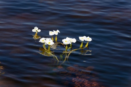 13 Helophyte Stock Pictures, Editorial Images and Stock Photos ...
