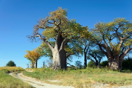 28 Dead rat tree Stock Pictures, Editorial Images and Stock Photos ...