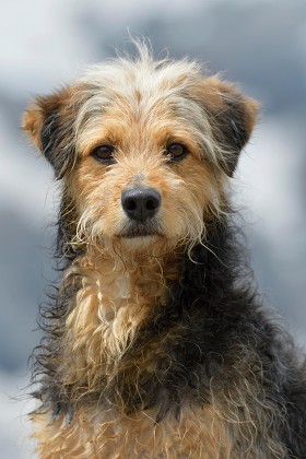 Bosnian Coarsehaired Hound Barak Dog Canis Editorial Stock Photo ...