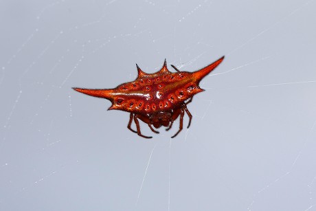Sting Spider Gastercantha Versicolor Formosa Web Editorial Stock Photo ...