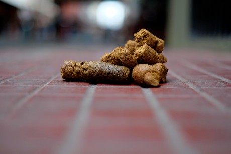 Dog Feces On Road Editorial Stock Photo - Stock Image | Shutterstock