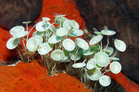 23 Chlorobionta Stock Pictures, Editorial Images and Stock Photos ...