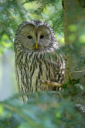250 Ural owl Stock Pictures, Editorial Images and Stock Photos ...