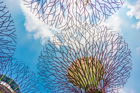 250 Supertrees Stock Pictures, Editorial Images and Stock Photos ...